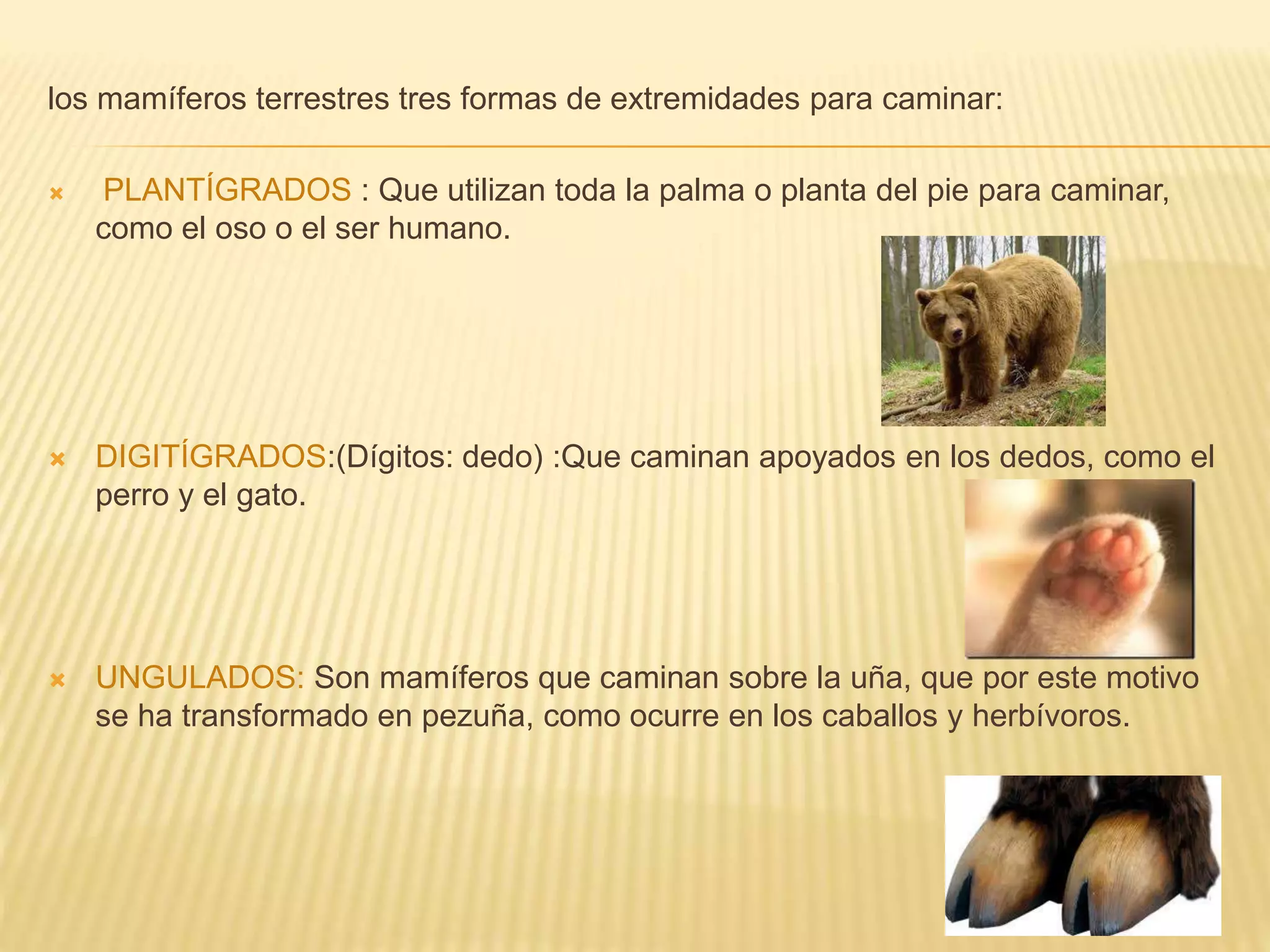 Mamiferos | PPTX