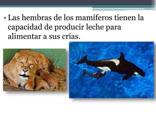 Mamiferos | PPTX