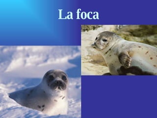 Mamiferos Acuaticos | PPT