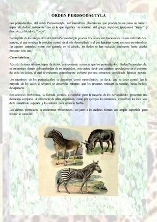 Mamiferos del Ecuador | DOCX