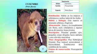 Mamiferos del Ecuador por Diana Soria | PPTX