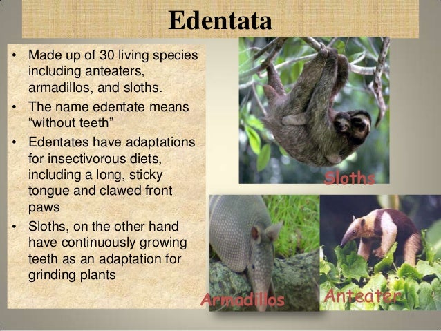 Toothless Mammals — Steemit