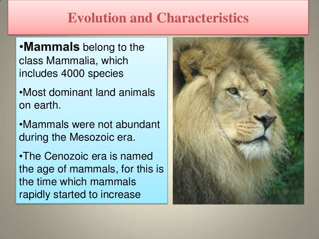 Mammals Meaning
