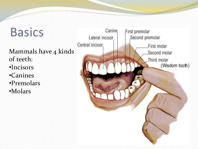 Mammal lab exam-revised2012