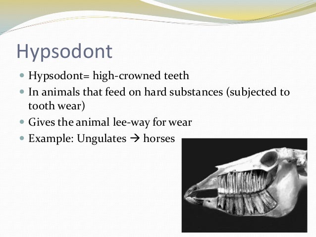 Mammal lab exam-revised2012