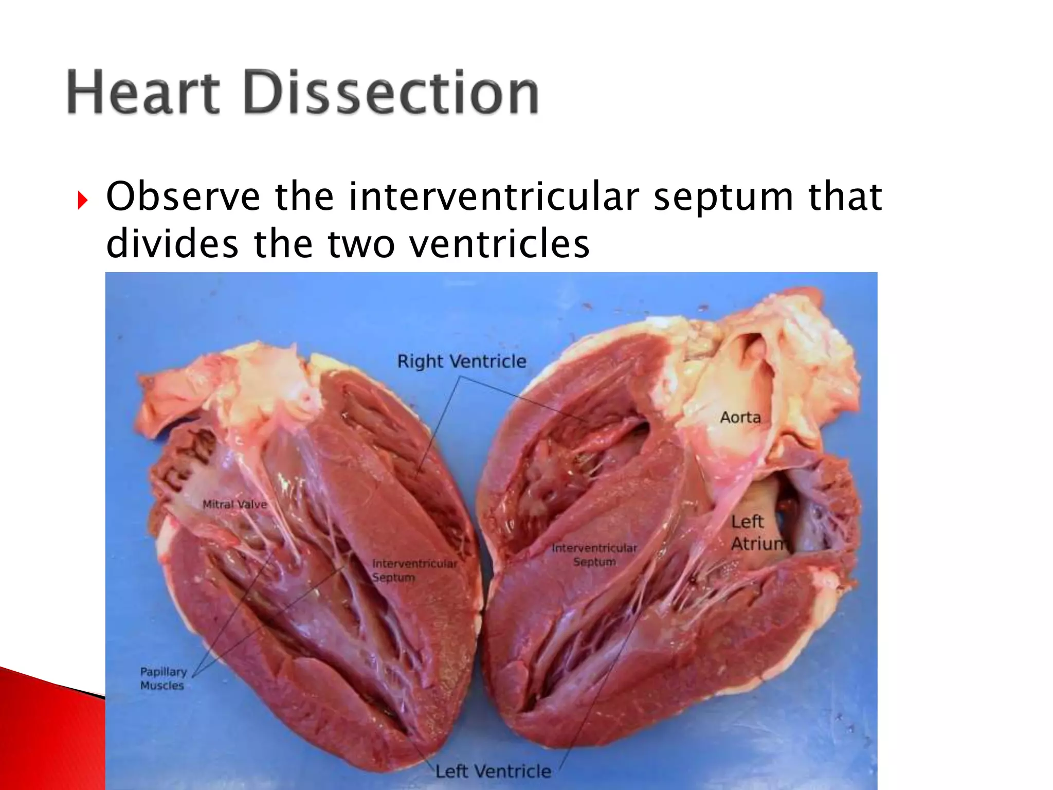 Mammal Heart Dissection | PPTX