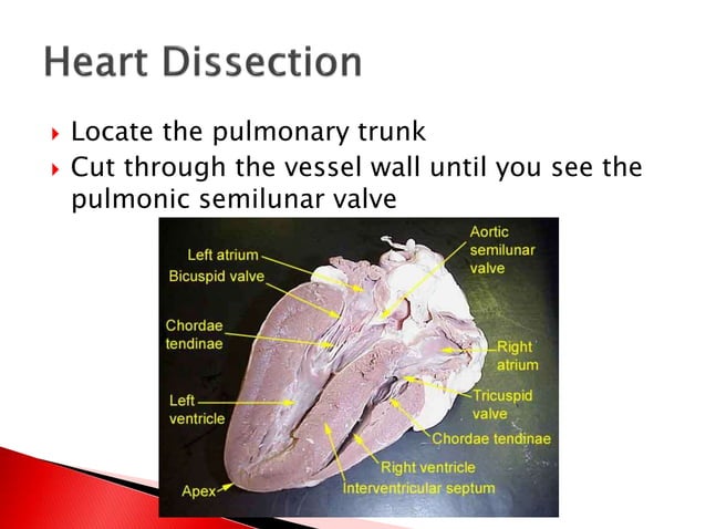 Mammal Heart Dissection | PPTX | Heart and Cardiovascular Diseases ...
