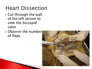 Mammal Heart Dissection | PPTX