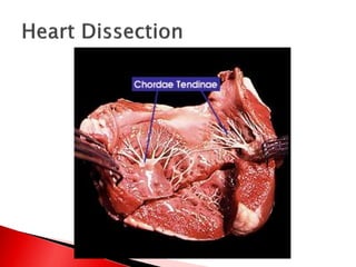 Mammal Heart Dissection | PPTX