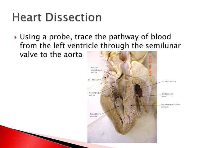 Mammal Heart Dissection | PPTX | Heart and Cardiovascular Diseases ...