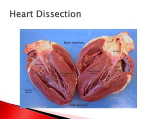 Mammal Heart Dissection | PPTX