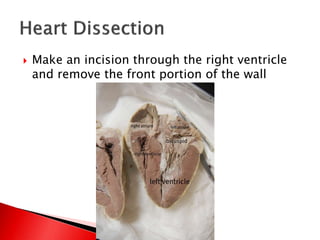Mammal Heart Dissection | PPTX