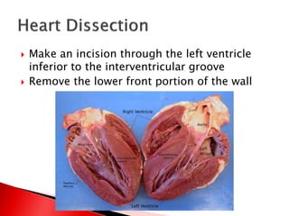 Pig Heart Dissection Worksheet