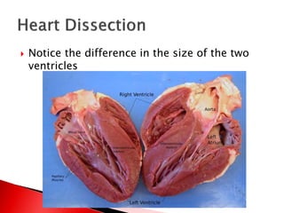 Perch Heart Diagram Labeled