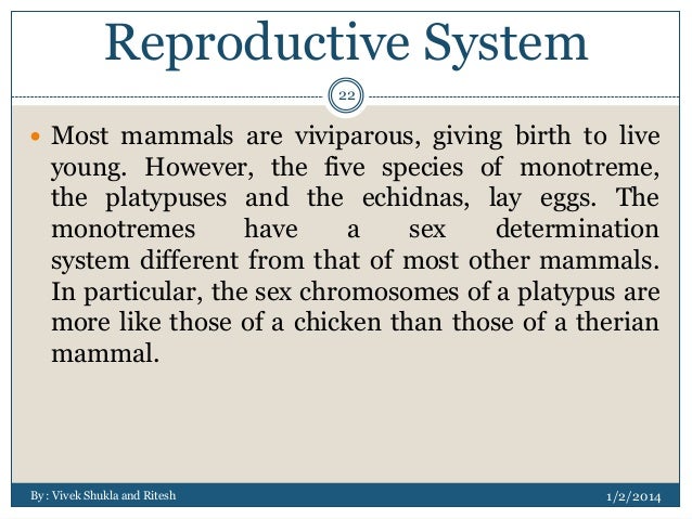 Mammals