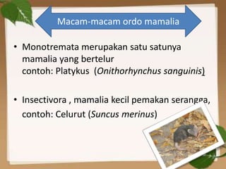 Mammalia | PPTX