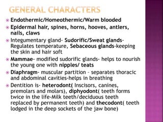 Mammalia.pptx
