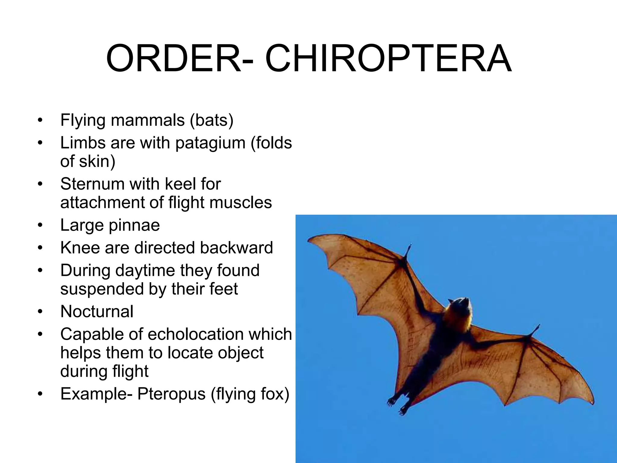 Mammalia classification by deepak rawal | PPTX | Biological Sciences | Science