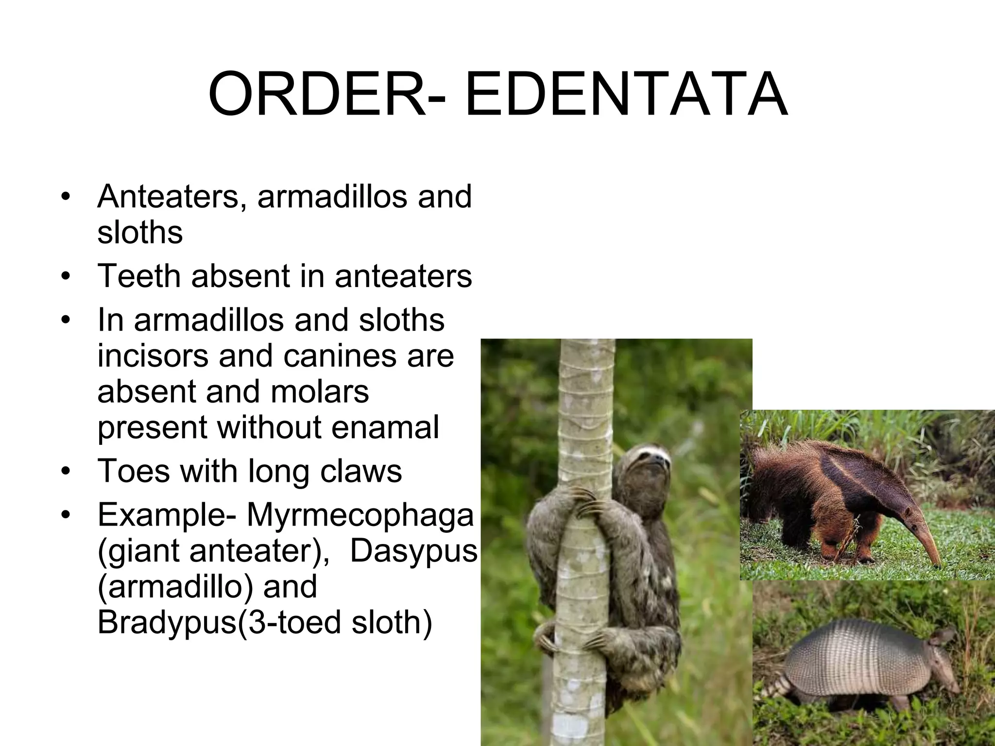 Mammalia classification by deepak rawal | PPTX | Biological Sciences | Science