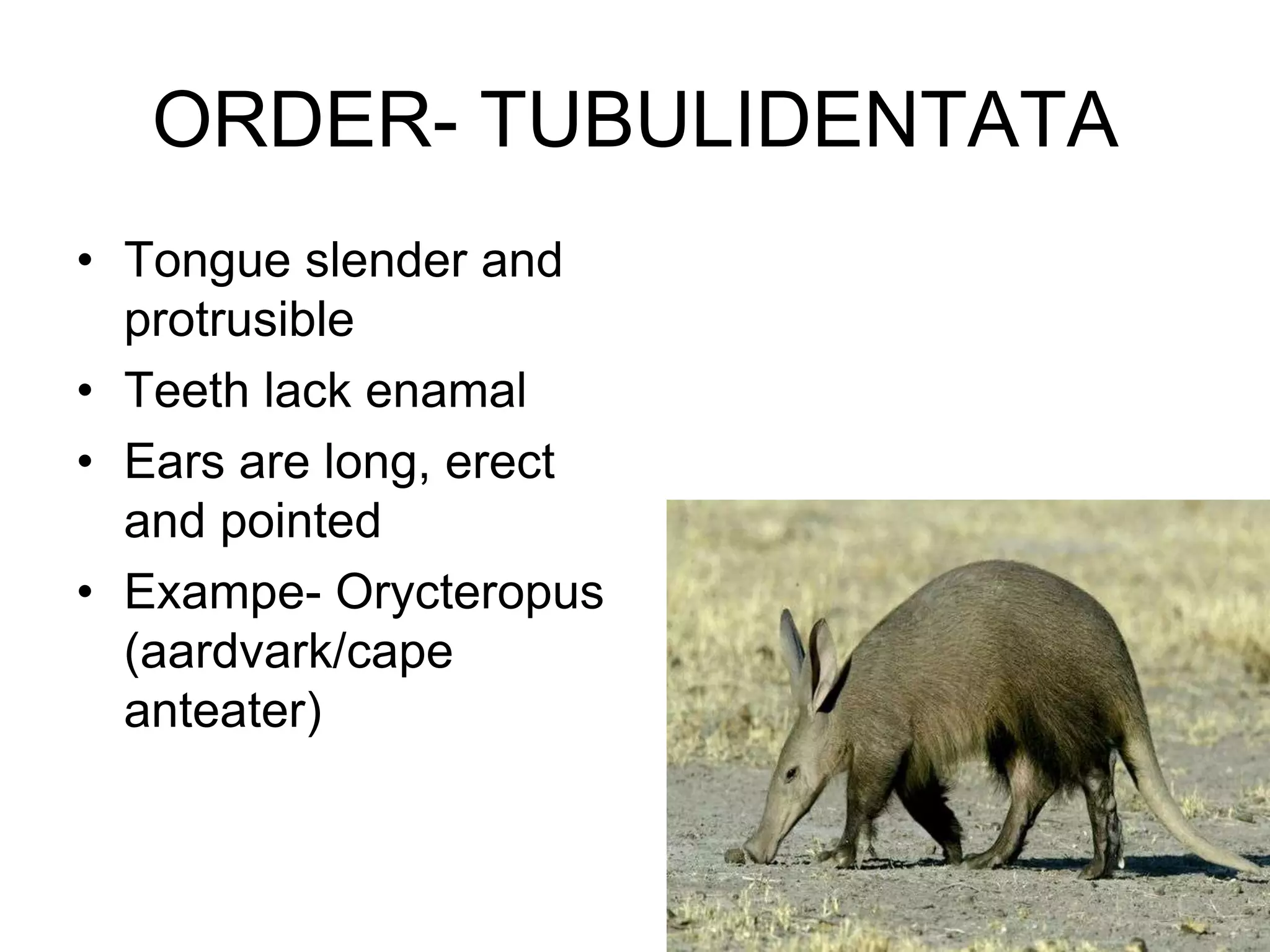 Mammalia classification by deepak rawal | PPTX | Biological Sciences | Science
