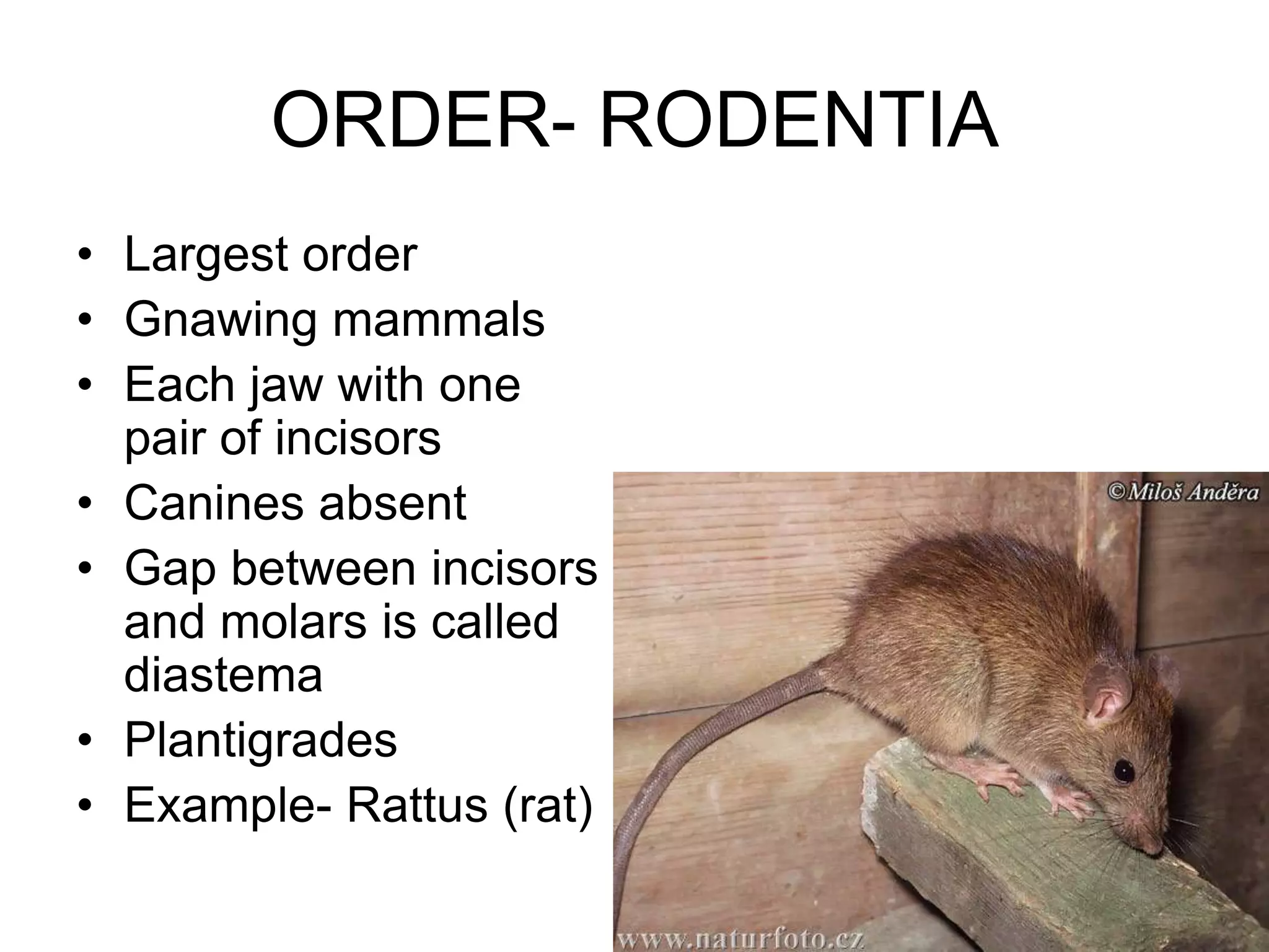 Mammalia classification by deepak rawal | PPTX | Biological Sciences | Science