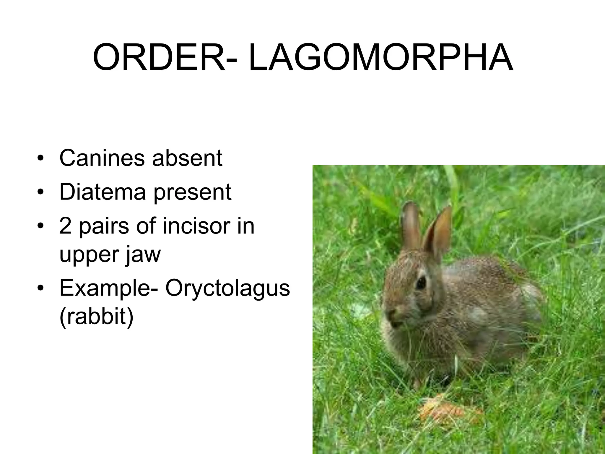 Mammalia classification by deepak rawal | PPTX | Biological Sciences | Science