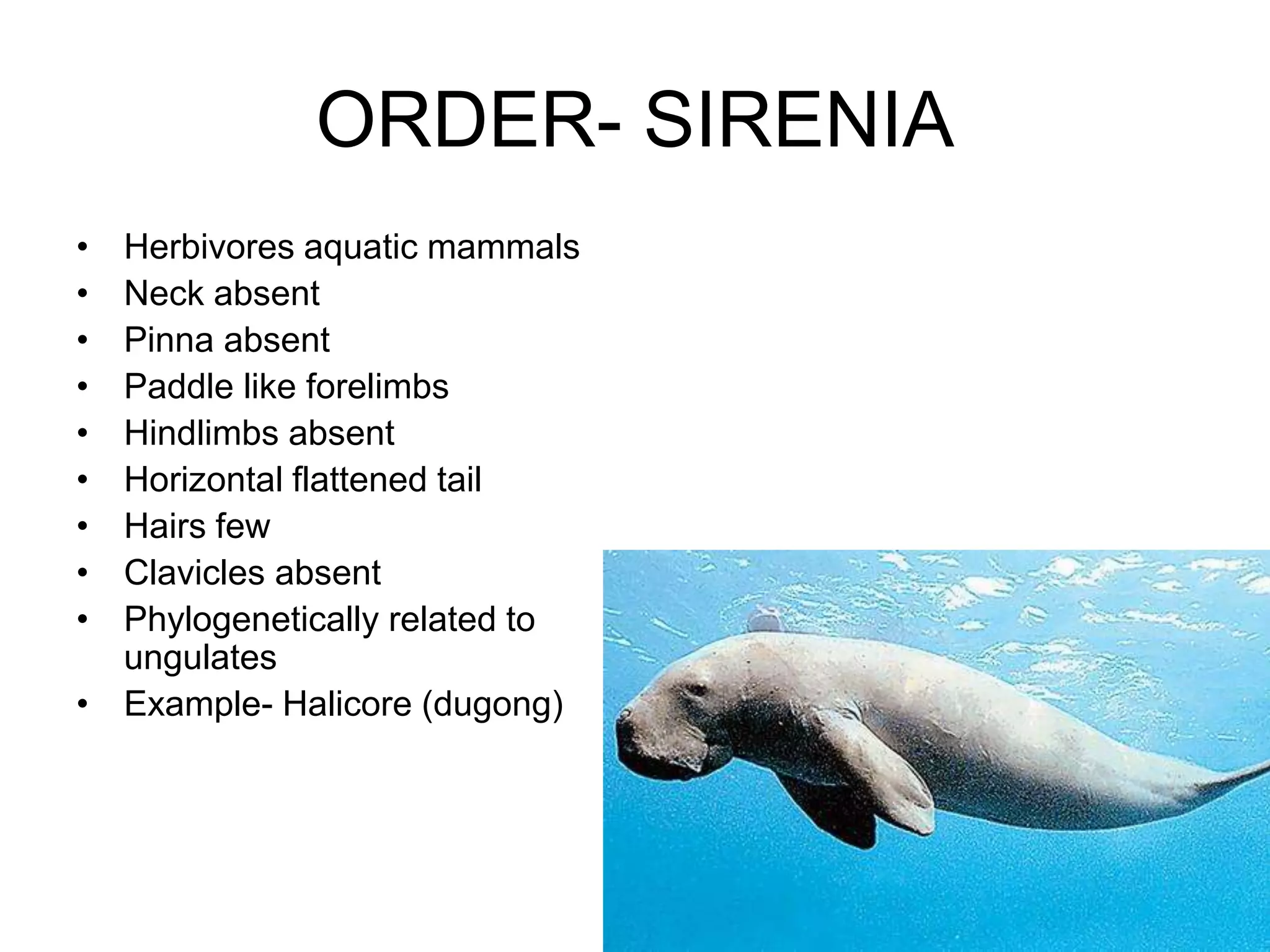 Mammalia classification by deepak rawal | PPTX | Biological Sciences | Science
