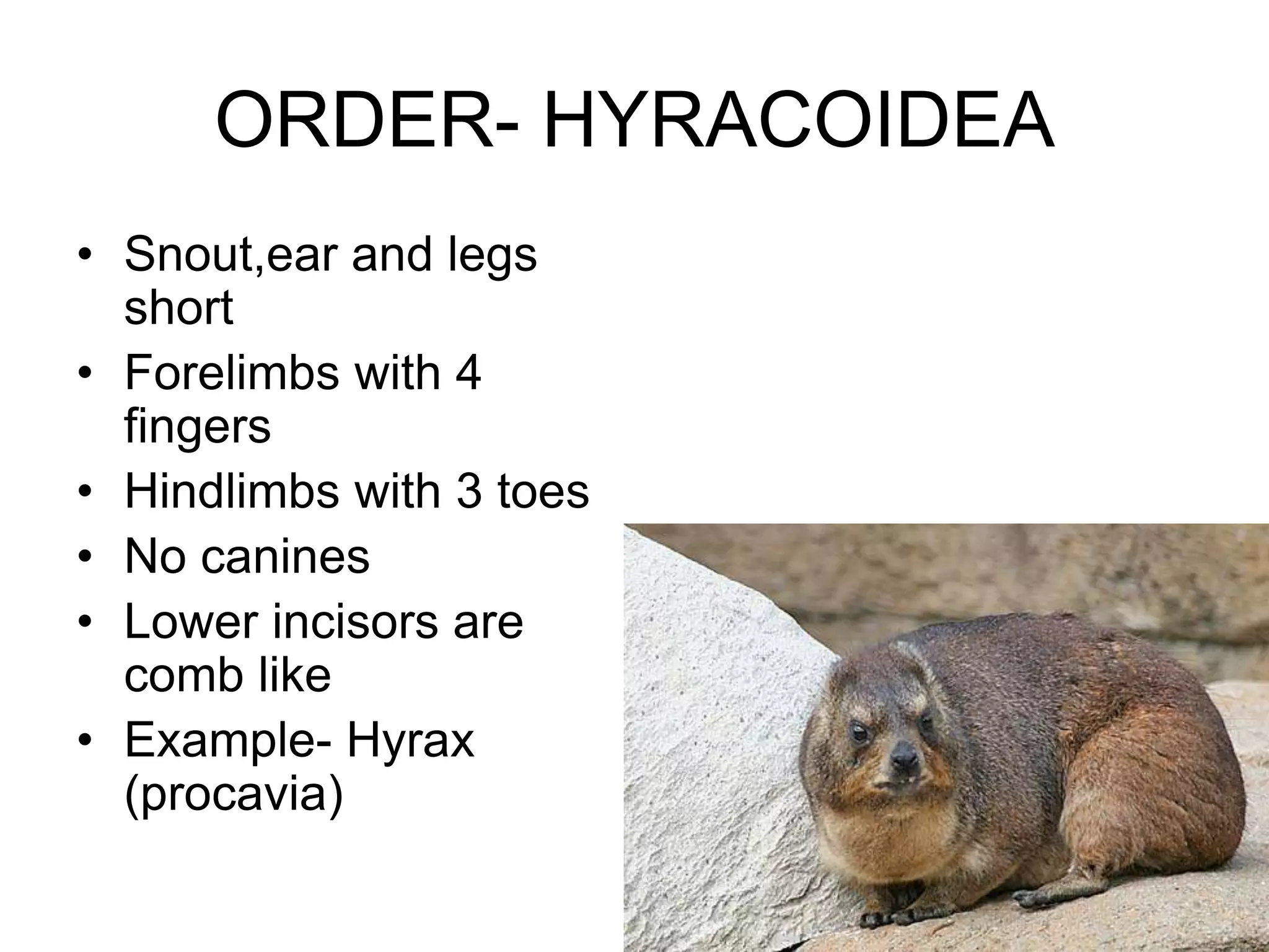 Mammalia classification by deepak rawal | PPTX | Biological Sciences | Science