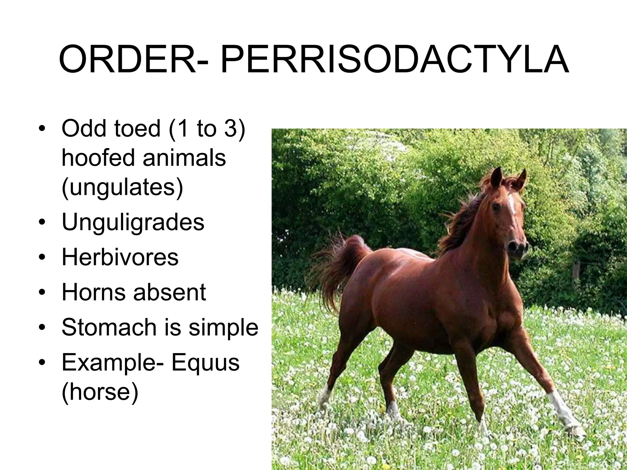Mammalia classification by deepak rawal | PPTX | Biological Sciences | Science