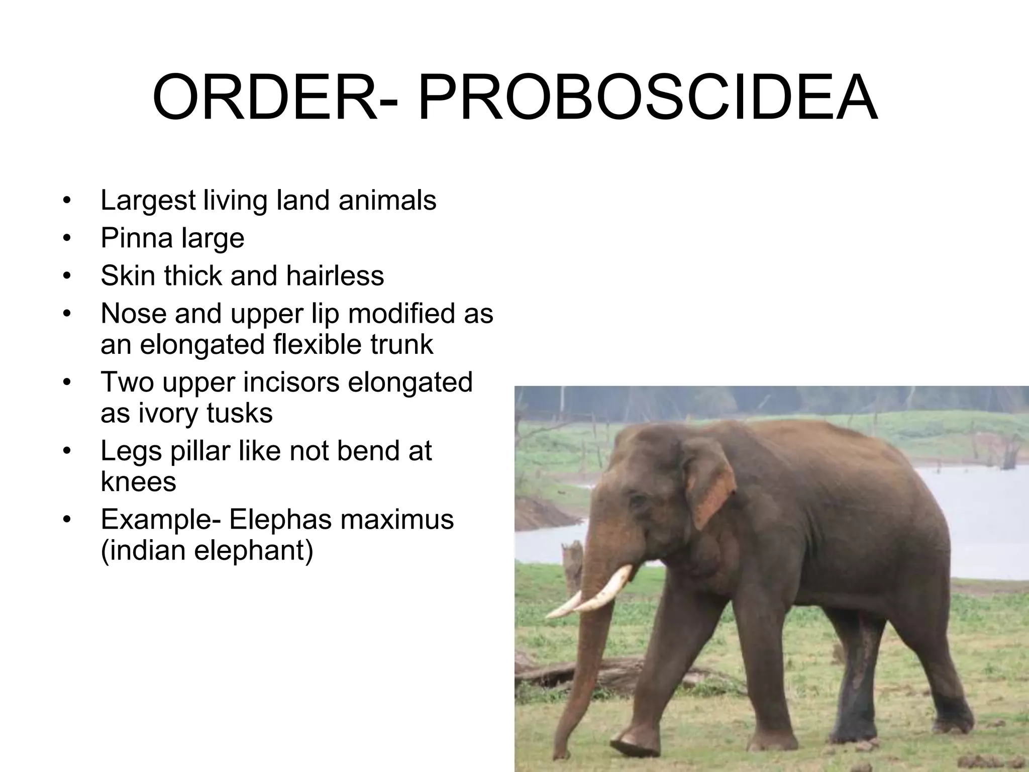 Mammalia classification by deepak rawal | PPTX | Biological Sciences | Science