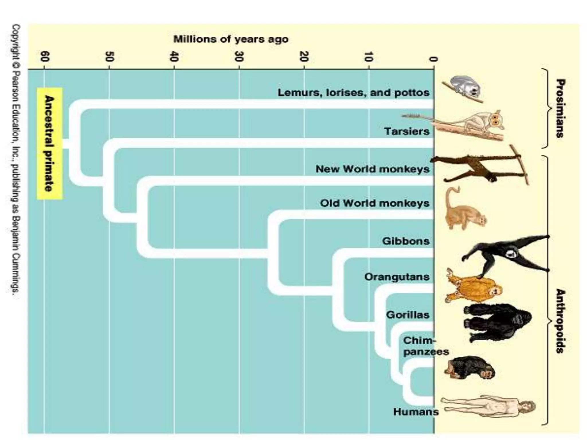 Mammalia classification by deepak rawal | PPTX | Biological Sciences | Science