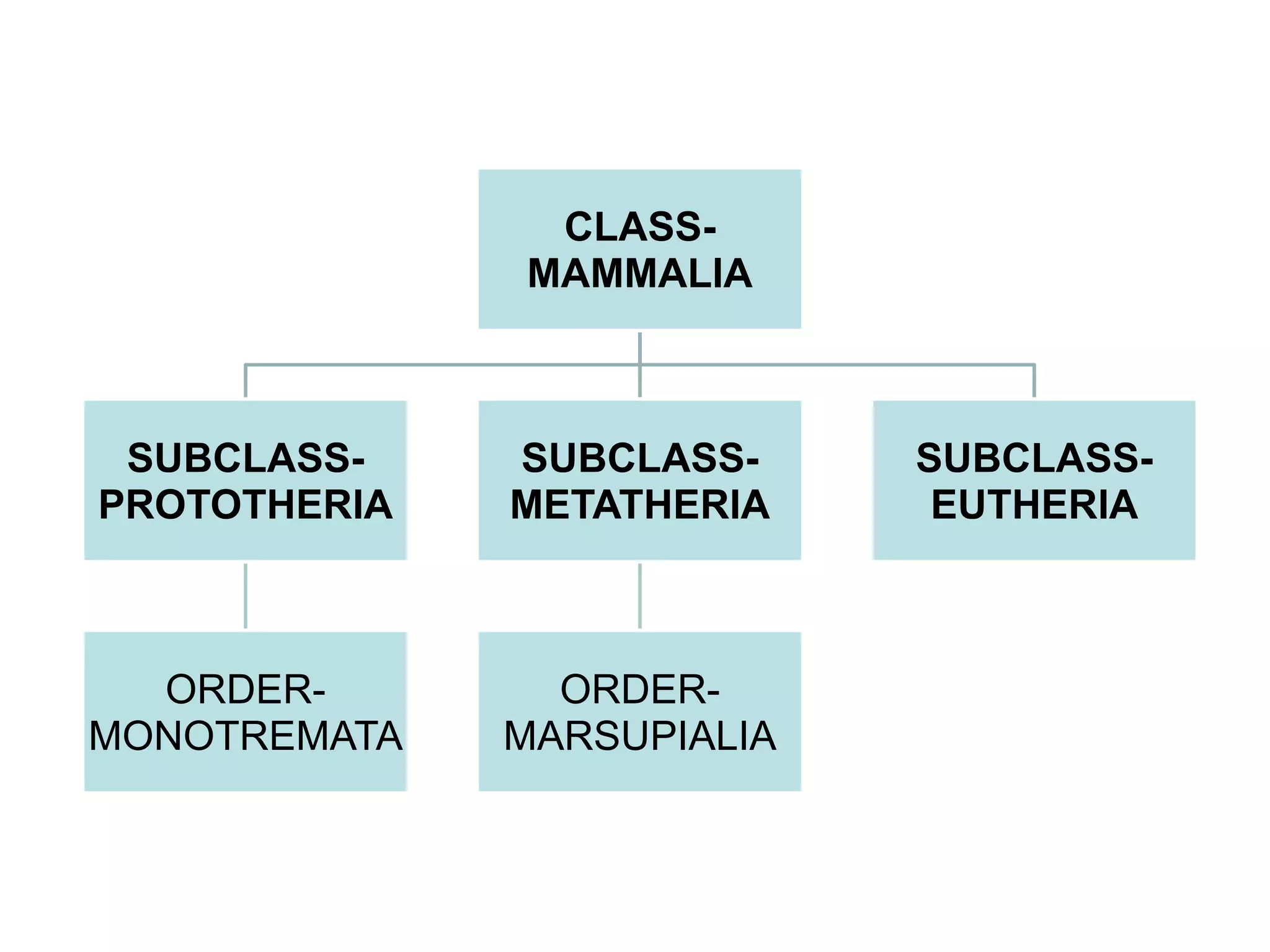 Mammalia classification by deepak rawal | PPTX | Biological Sciences | Science