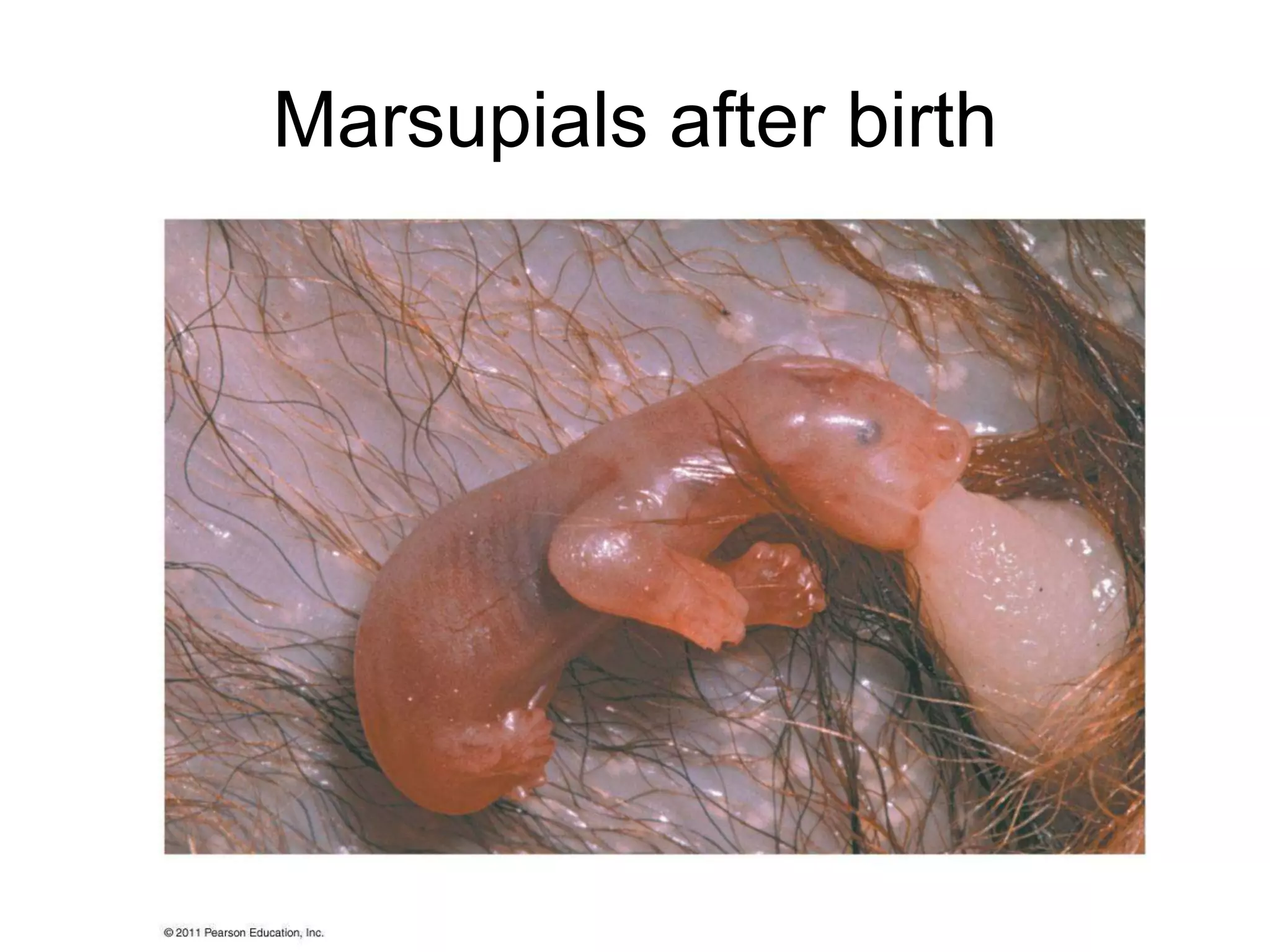 Mammalia classification by deepak rawal | PPTX | Biological Sciences | Science