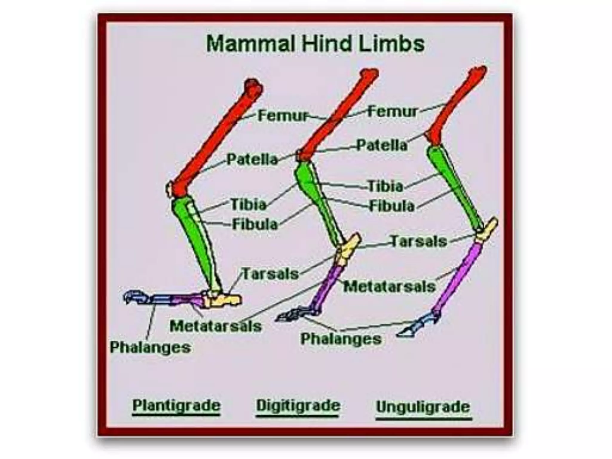 Mammalia classification by deepak rawal | PPTX | Biological Sciences | Science