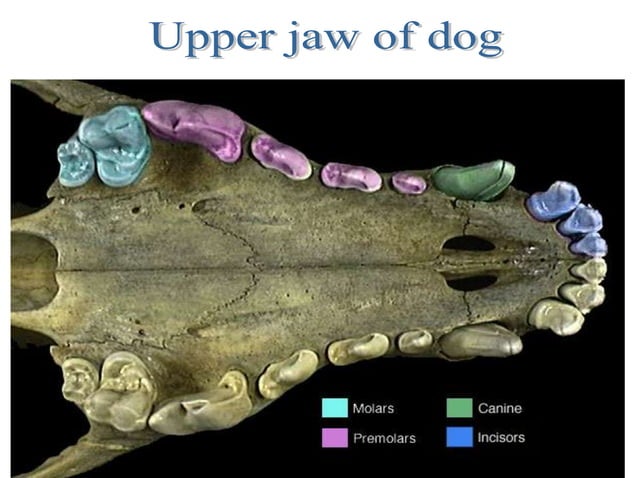 Mammalia classification by deepak rawal | PPTX | Biological Sciences | Science