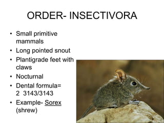 Mammalia classification by deepak rawal | PPTX