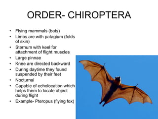 Mammalia classification by deepak rawal | PPTX