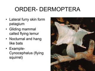 Mammalia classification by deepak rawal | PPTX
