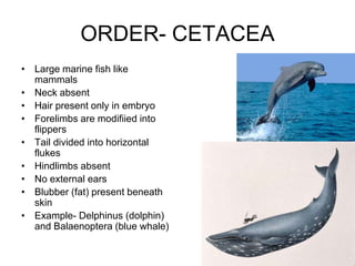 Mammalia classification by deepak rawal | PPTX | Biological Sciences | Science
