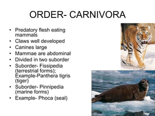 Mammalia classification by deepak rawal | PPTX | Biological Sciences | Science