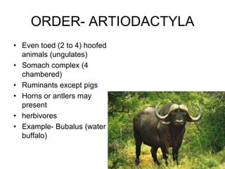 Mammalia classification by deepak rawal | PPTX | Biological Sciences | Science