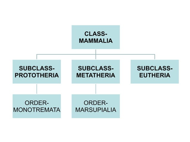 Mammalia classification by deepak rawal | PPTX | Biological Sciences ...