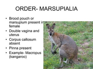 Mammalia classification by deepak rawal | PPTX | Biological Sciences | Science