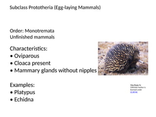 classification of mammalia and their characters | PPTX