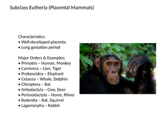 classification of mammalia and their characters | PPTX