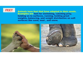 Mammalian adaptation | PDF