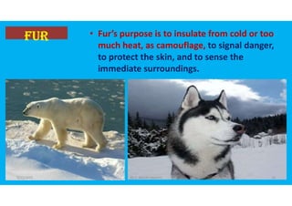 Mammalian adaptation | PPT