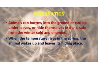 Mammalian adaptation | PPT