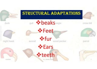 Mammalian adaptation | PPT