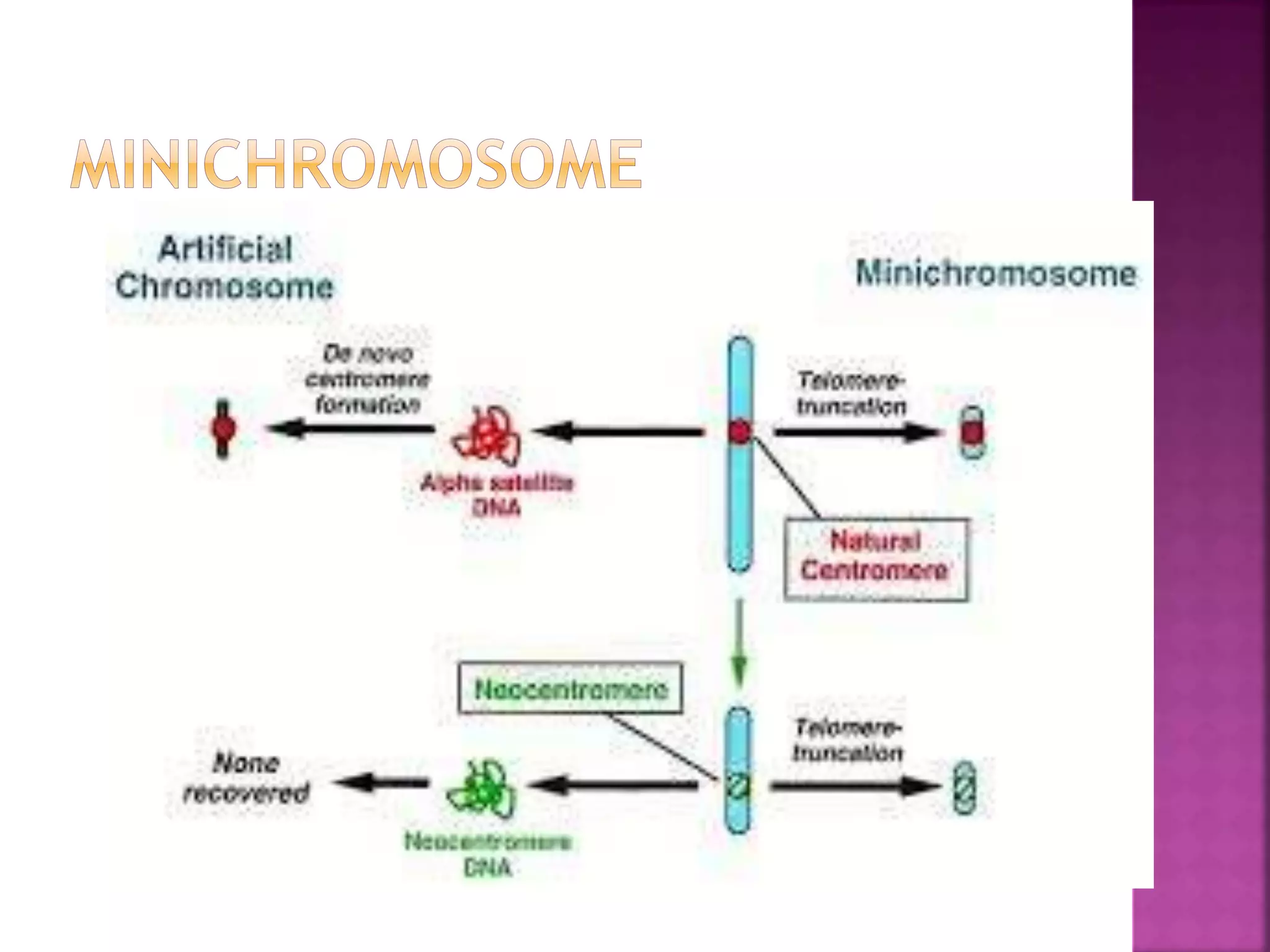 Mammalian artificial chromosome | PPTX | Genetics | Science